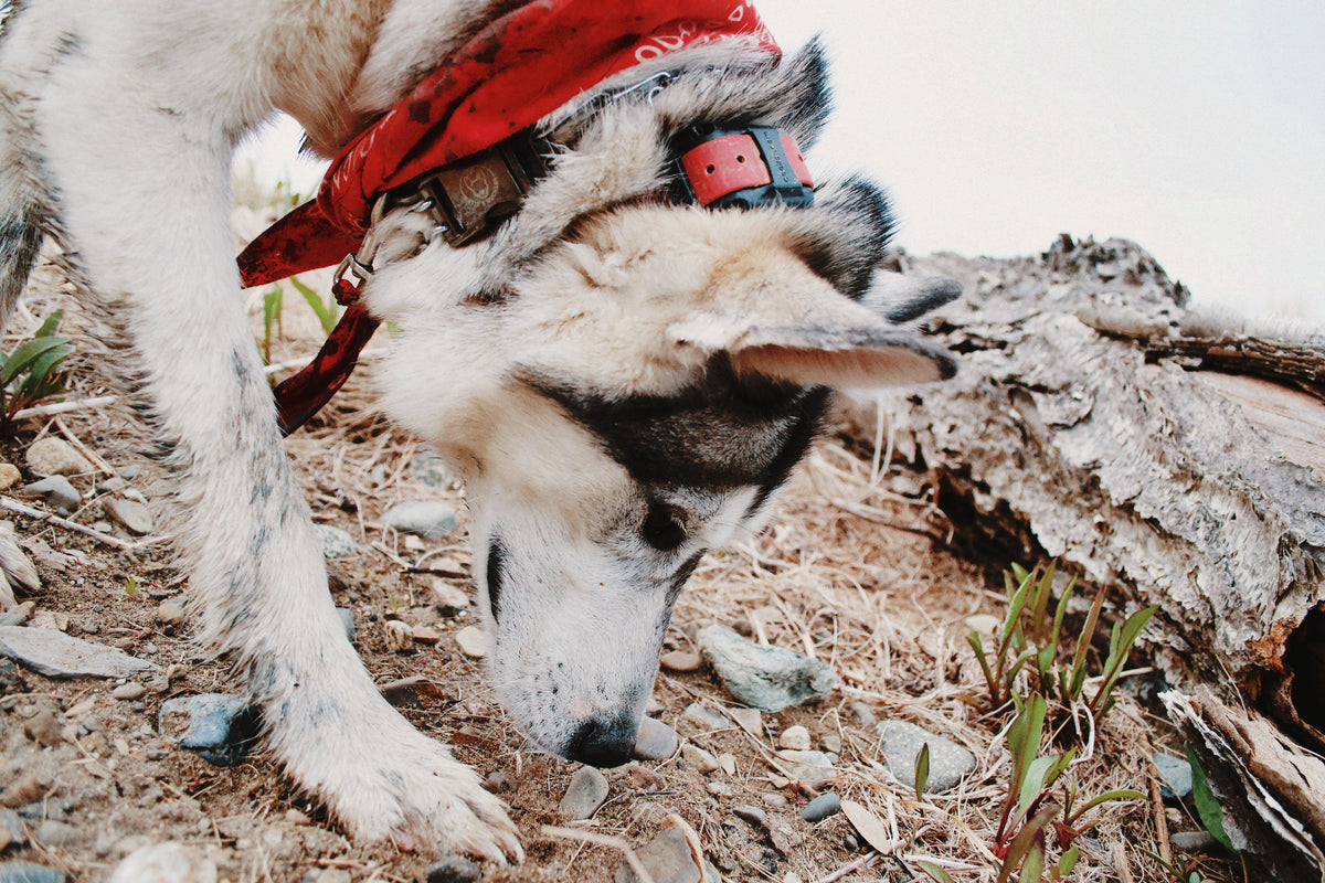 Care Guide for your Buckles and Prong Collars – Katie's Buckles