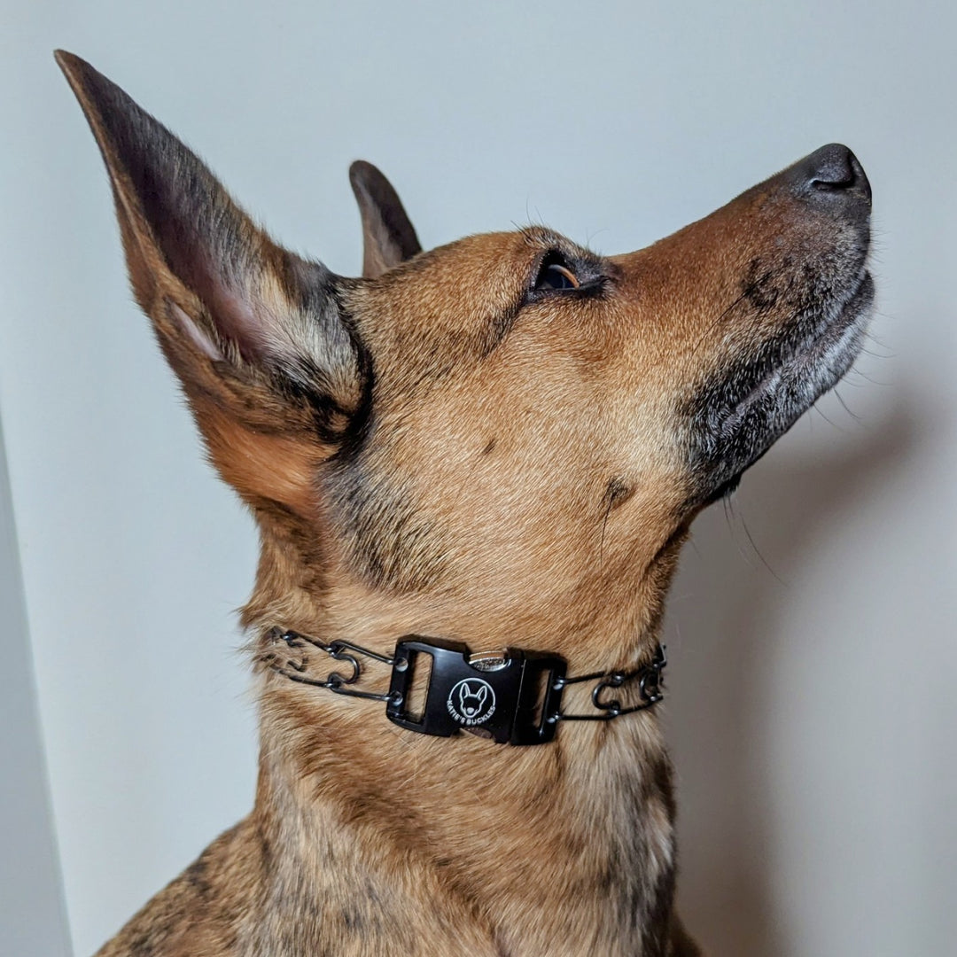 Buckle and Collar Bundles – Katie's Buckles